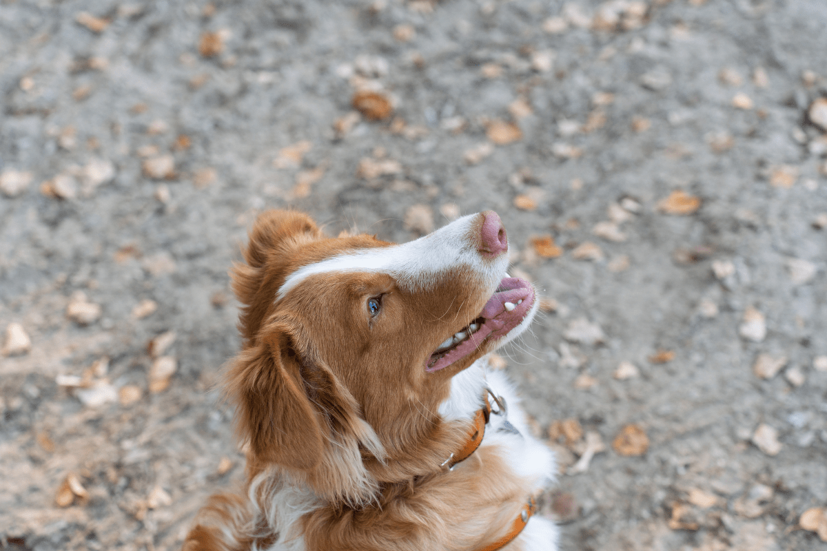 Nova Scotia Duck Tolling Retriever Handles Walk Duties Herself and It’s ...
