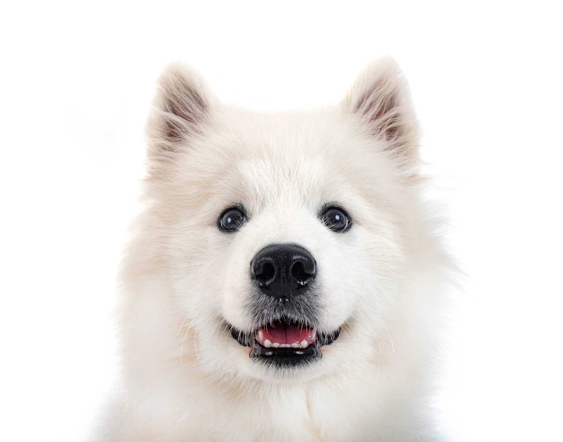 Samoyed Meets Collapsible Ball in a Terrifying Encounter She’ll Never ...
