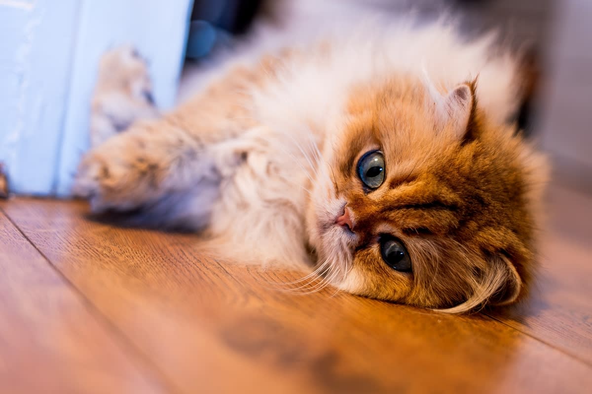 British Longhair Sisters' Morning Zoomies Are the Cutest Agents of ...