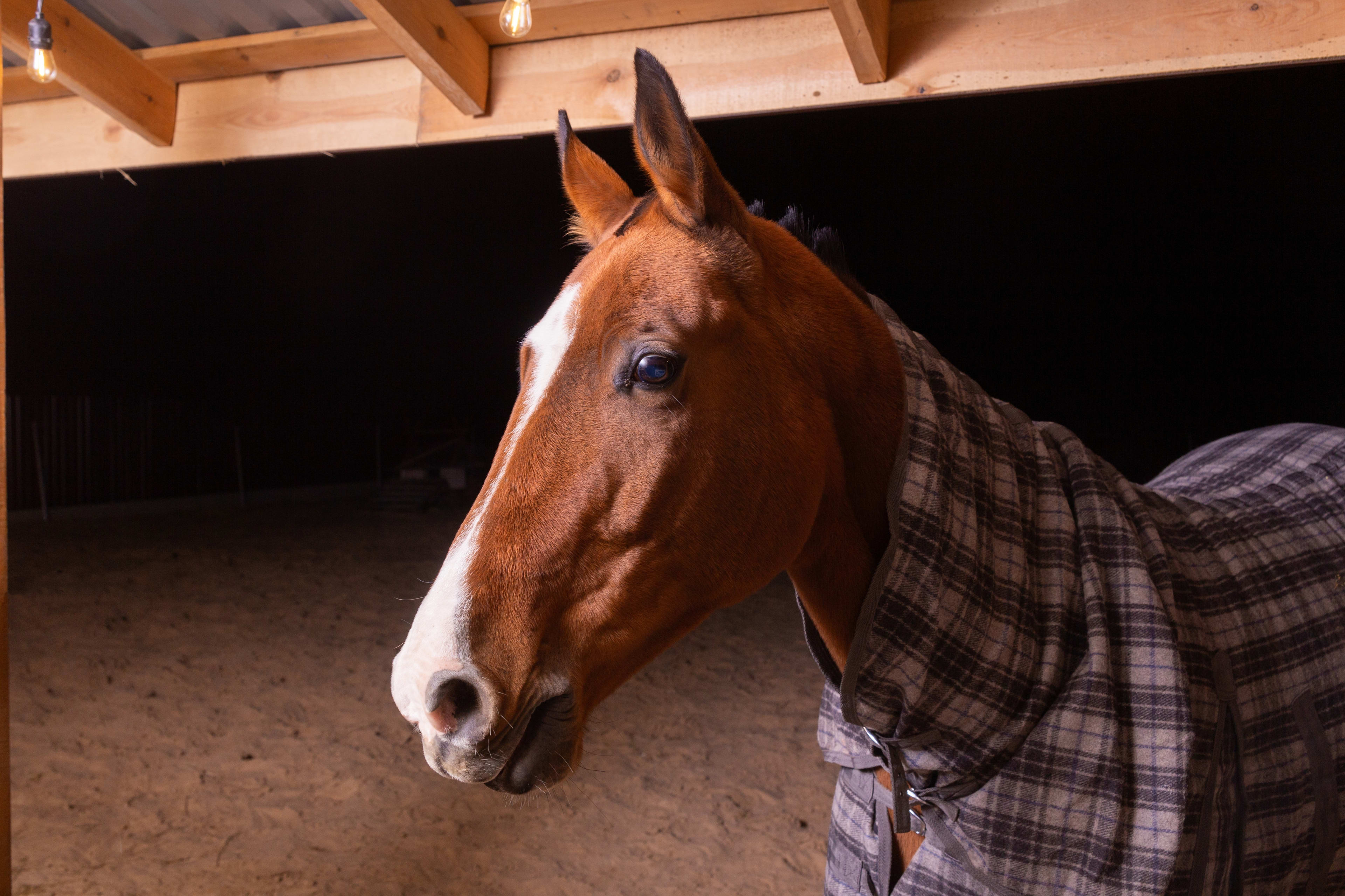 Horse Can’t Shake Her Grumpy Attitude, and Honestly, Her Reasons Are ...