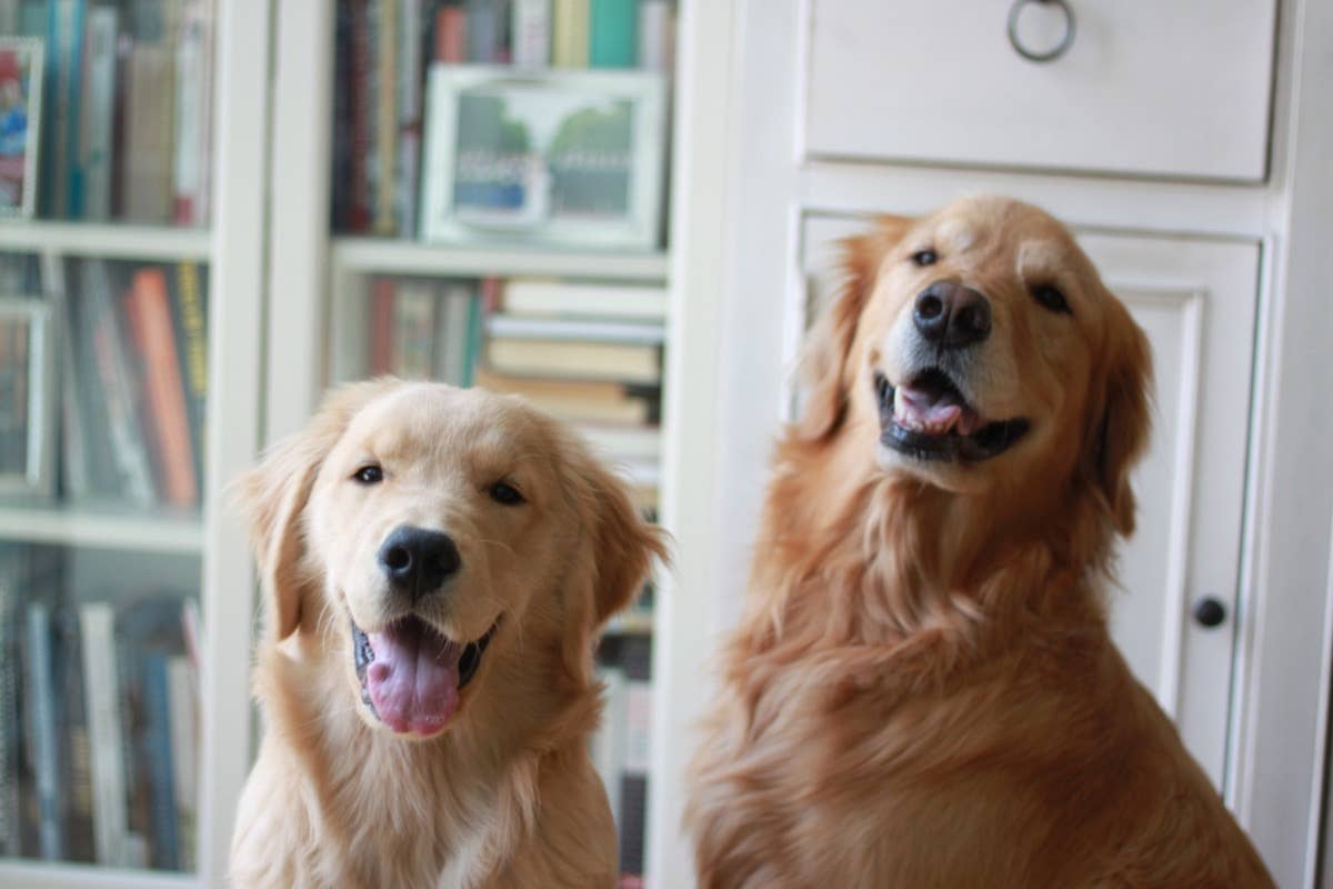 Toddler Takes Pictures of His Favorite Things and His Golden Retrievers ...