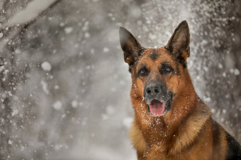 German Shepherd Finally Has a Snow-Loving Sidekick and It's Too Cute ...