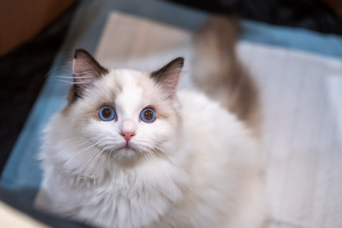 Ragdoll Cat Proudly Shows off Her Gallery of TikTok Comments in Her ...