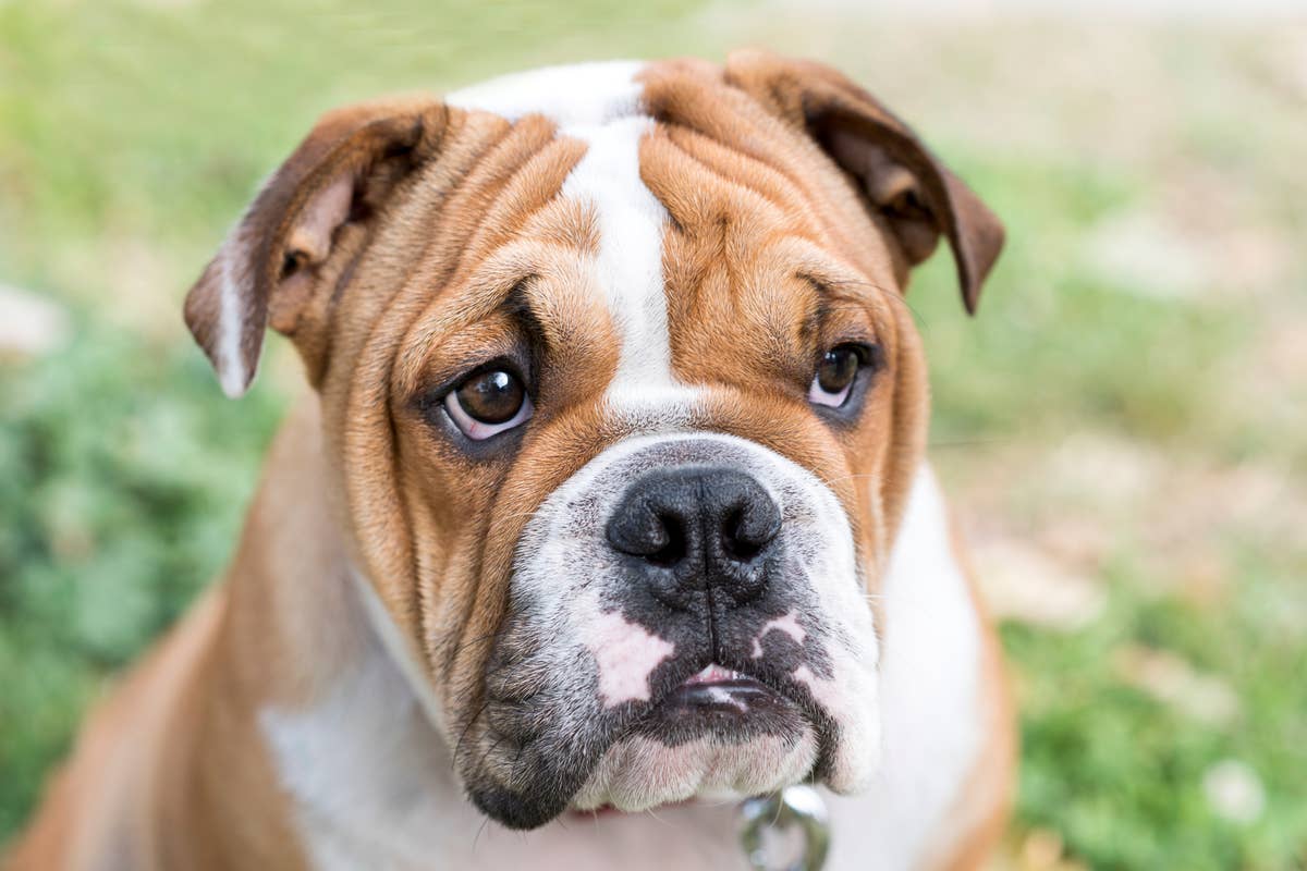 English Bulldog 'Mob Boss' Is the Perfect Little Menace - PawNation